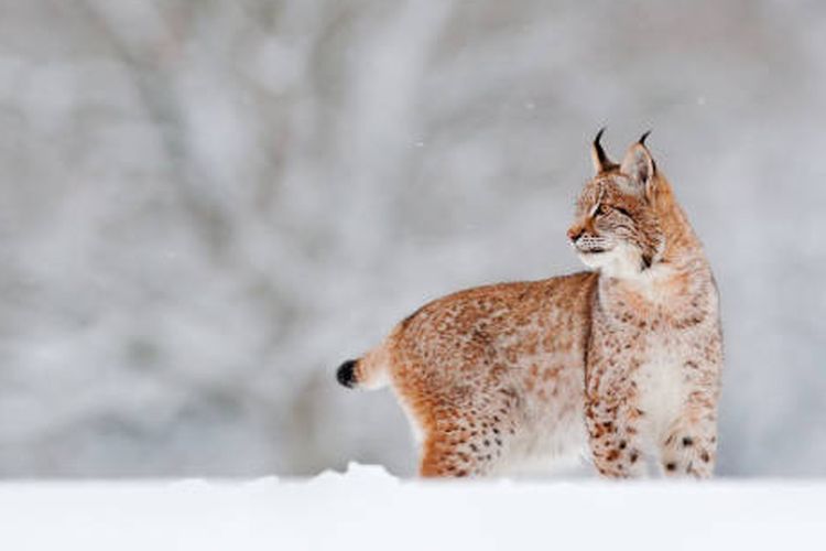 4 Jenis Kucing Lynx, Hewan Pemburu yang Terancam Punah
