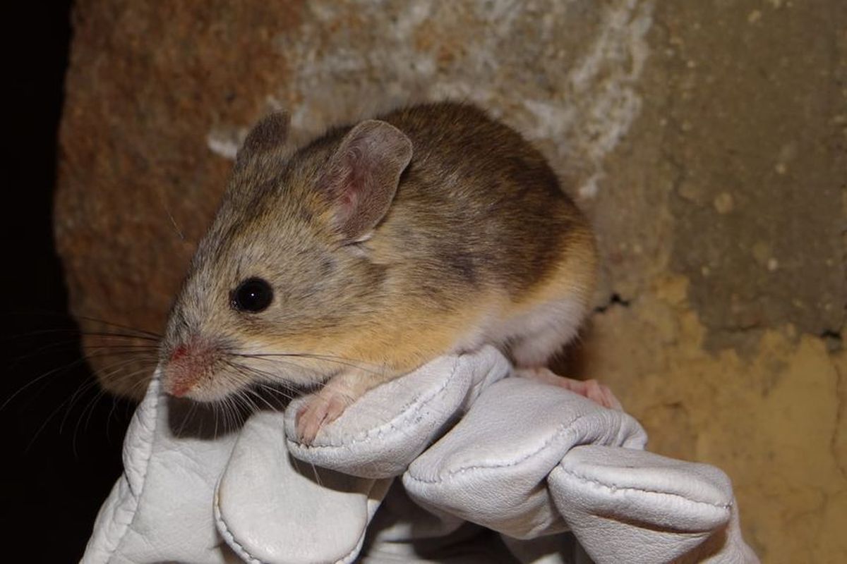 Pecahkan Rekor Dunia, Tikus Ini Mampu Hidup di Puncak Gunung Berapi