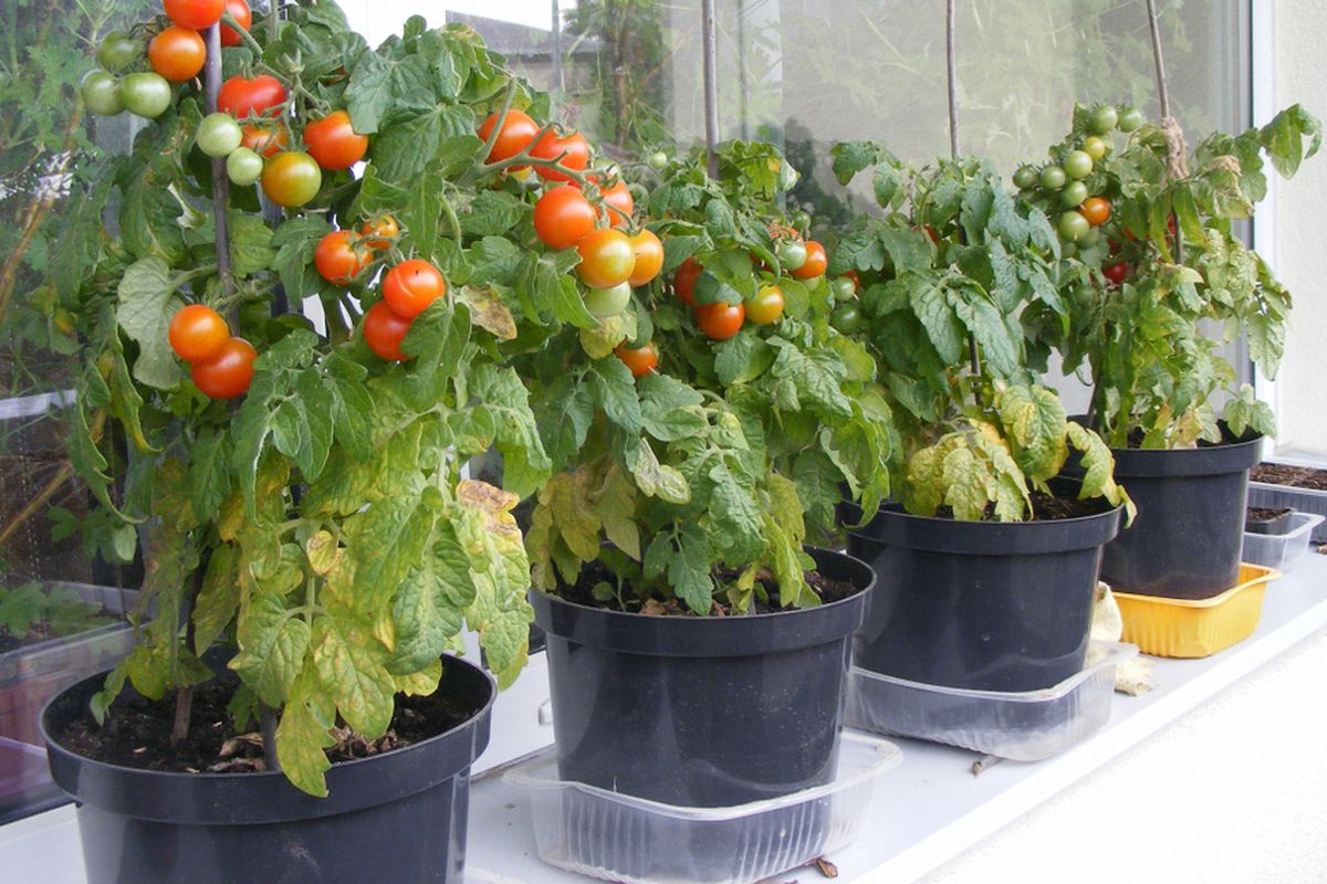 Cara Mudah Menanam Sayuran di Dalam Pot