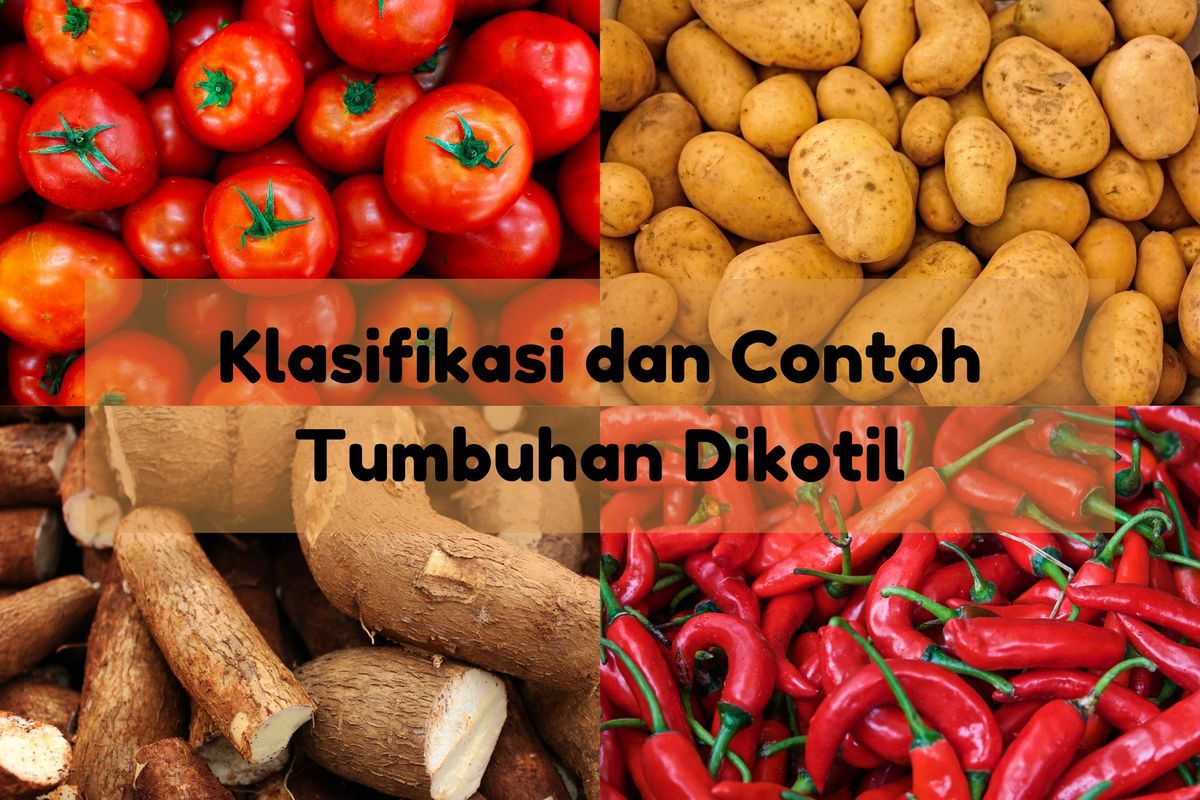 Klasifikasi dan Contoh Tumbuhan Dikotil