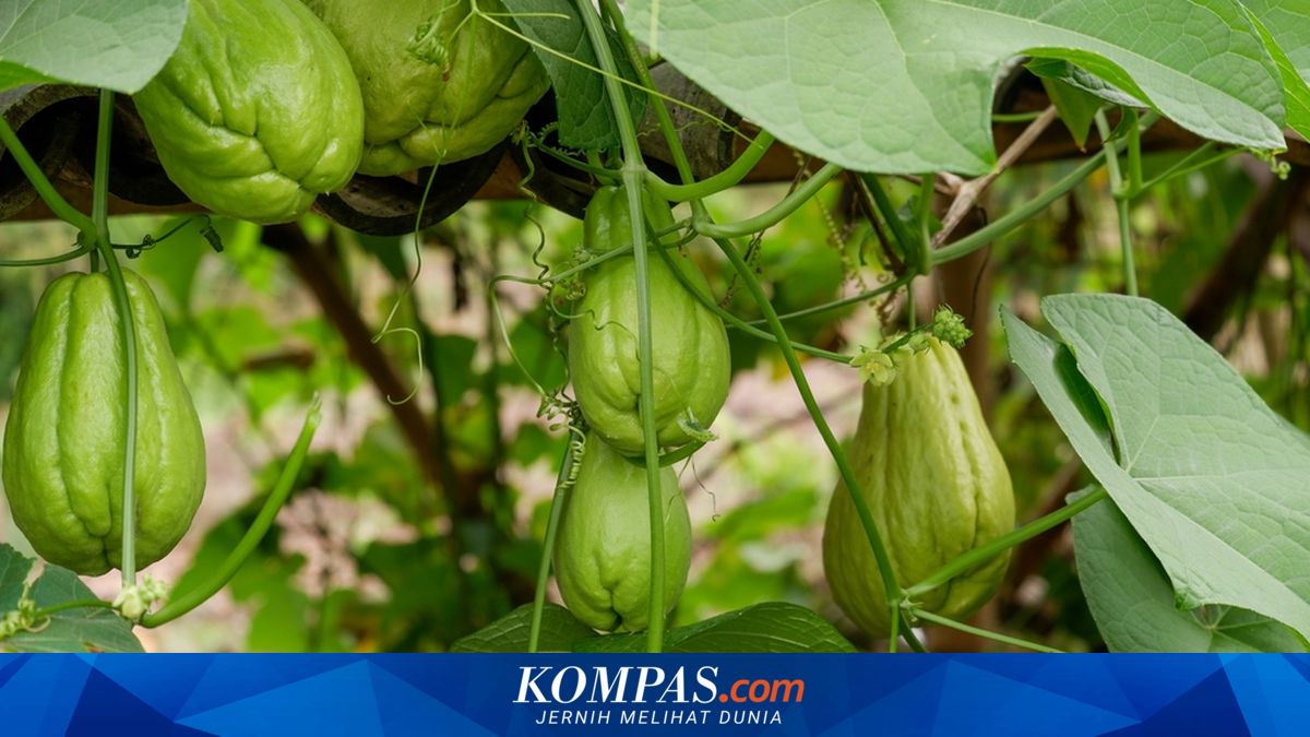 Cara Menanam Labu Siam dengan Mudah
