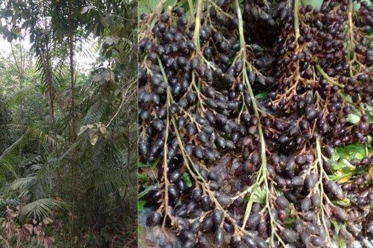 Buah Jernang dari Aceh Jadi Incaran China