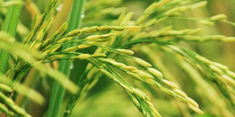 Pedoman Budidaya Tanaman Padi yang Benar agar Hasilnya Melimpah