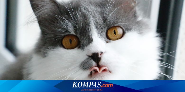 10 Penyebab Kucing Muntah Busa dan Cara Mengatasinya