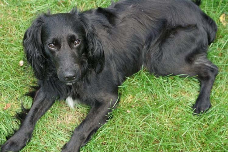 Alasan Anjing Berguling-guling di Rumput dan Cara Menghentikannya