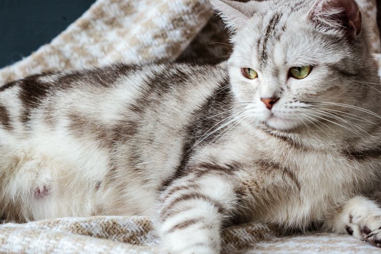 Kucing Hamil Bisa Terinfeksi Panleukopenia, Ada Pengaruhnya ke Janin?