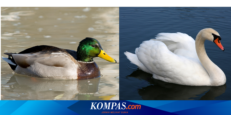 Serupa tapi Tak Sama, Ini 7 Perbedaan Bebek dan Angsa