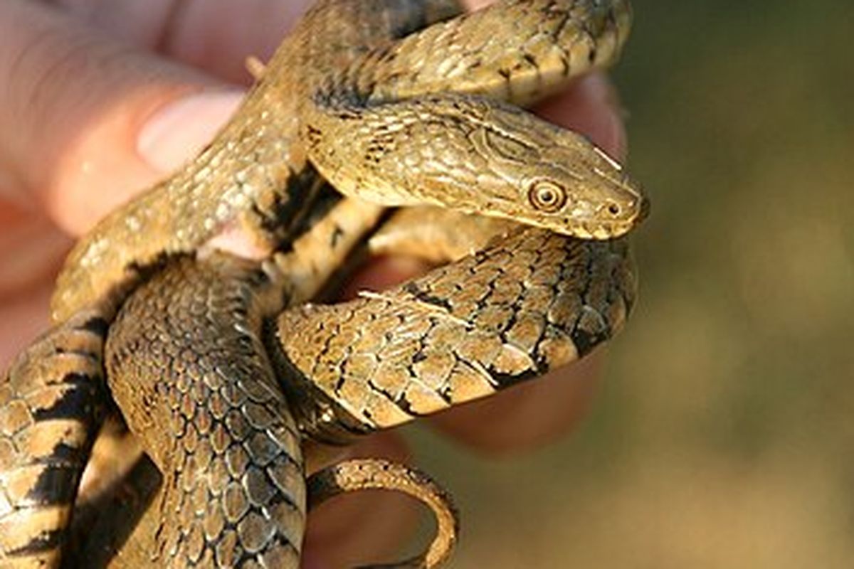 Ular Ini Lumuri Tubuhnya dengan Kotoran dan Darah untuk Kelabui Predator