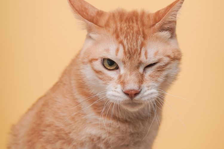 4 Alasan Kucing Mengedipkan Salah Satu Matanya