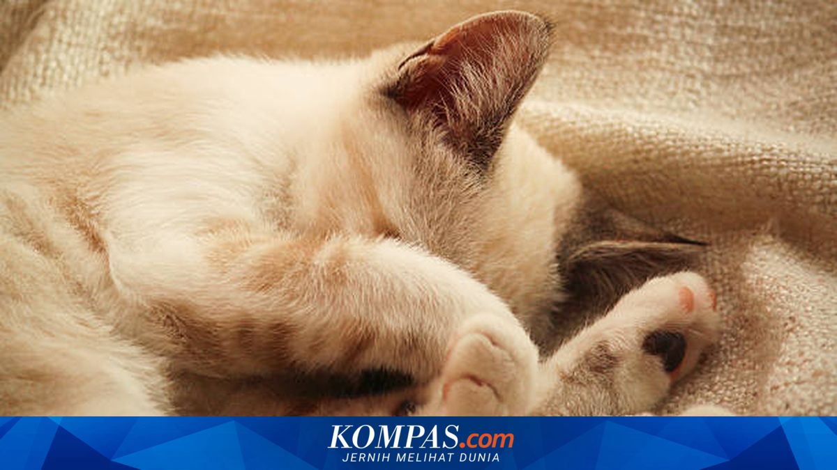 Apakah Kucing Suka Digendong dan Dipeluk? Ini Faktanya