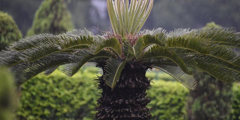 Cara Budidaya Sagu, Bisa Jadi Subsitusi Pangan