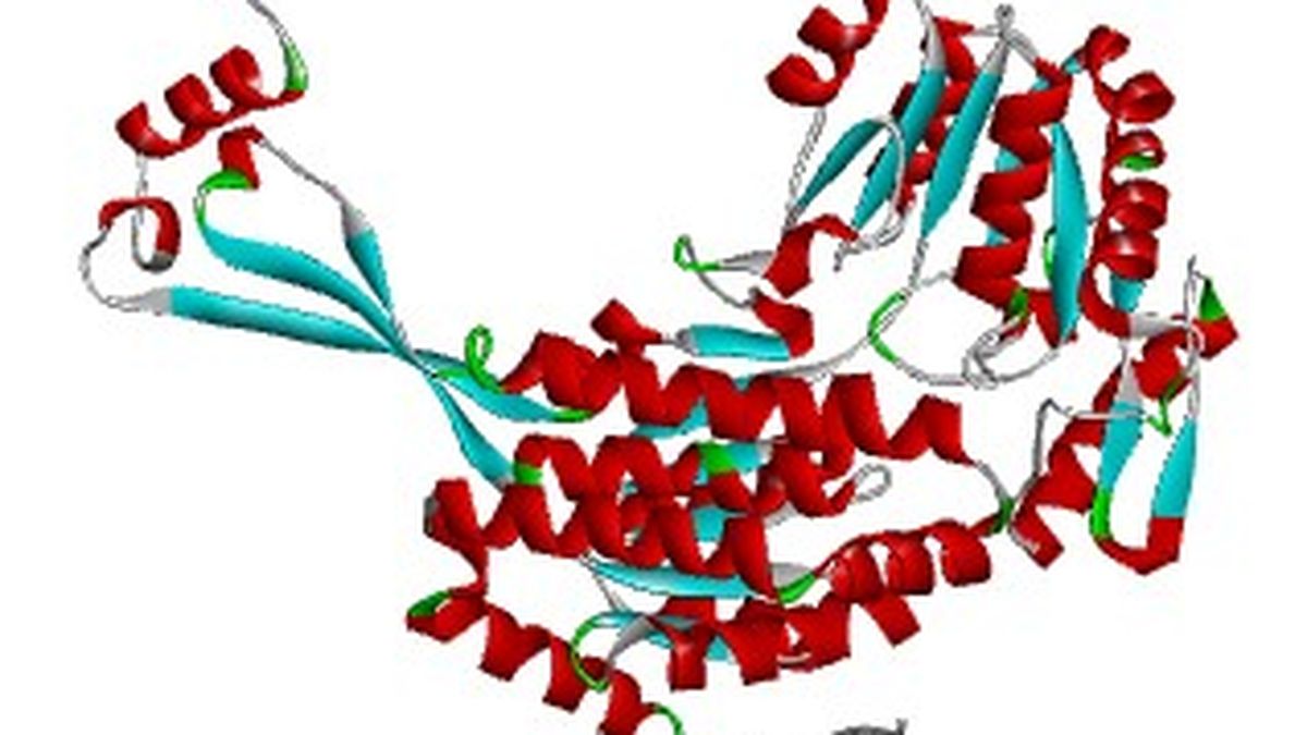 Struktur Protein: Primer, Sekunder, Tersier, dan Kuarterner