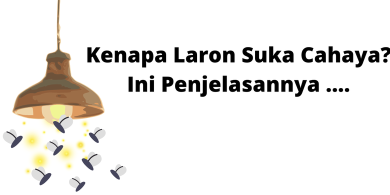 Kenapa Laron Suka Cahaya? Ini Penjelasannya ....