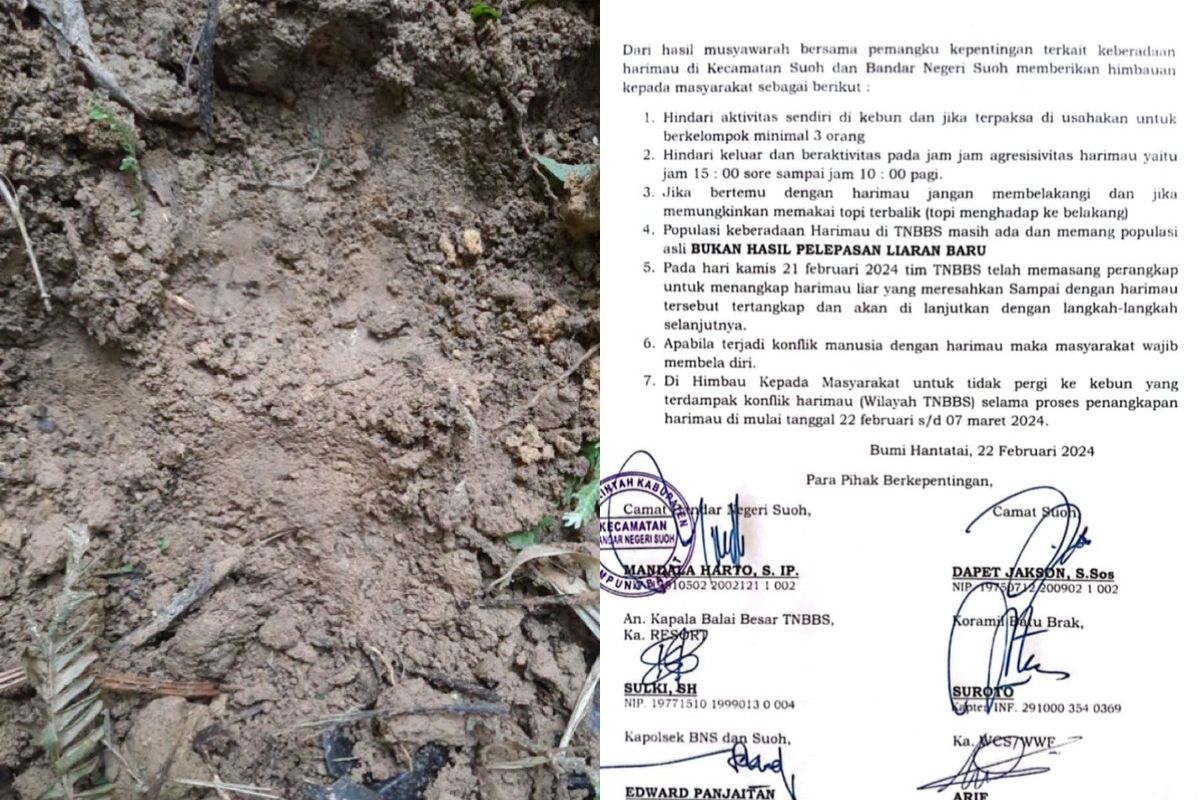 Konflik Harimau di Lampung, Tim BKSDA Temukan Jejak Si Raja Hutan