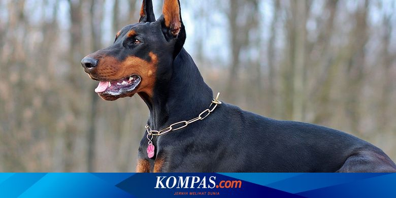 10 Anjing Bertubuh Besar yang Hatinya Lembut, Doberman hingga Akita