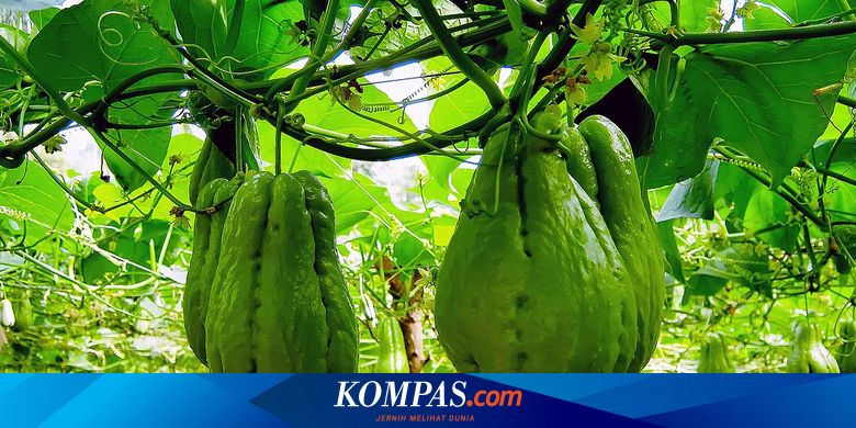 7 Manfaat Labu Siam, Sayur Dingin yang Rasanya Mirip Mentimun