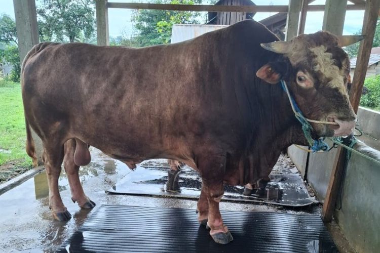 Foto : Bison, Sapi Kurban Presiden Seberat 1 Ton untuk Sultra Konsumsi ...