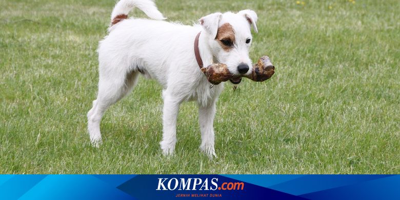 Kenapa Anjing Mengubur Tulang?