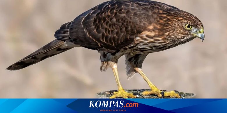Elang Kota Memanfaatkan Lampu Lalu Lintas untuk Menyergap Mangsa