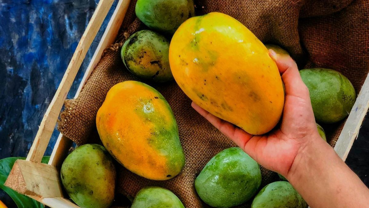 Tips Memilih Buah Mangga yang Manis dan Matang, Jangan Hanya Lihat ...