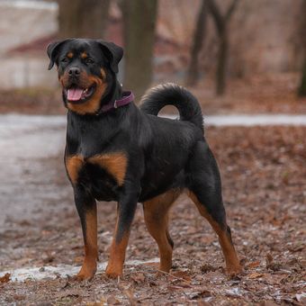 8 Ras Anjing Terkuat di Dunia, Dijadikan Anjing Gembala dan Pemburu