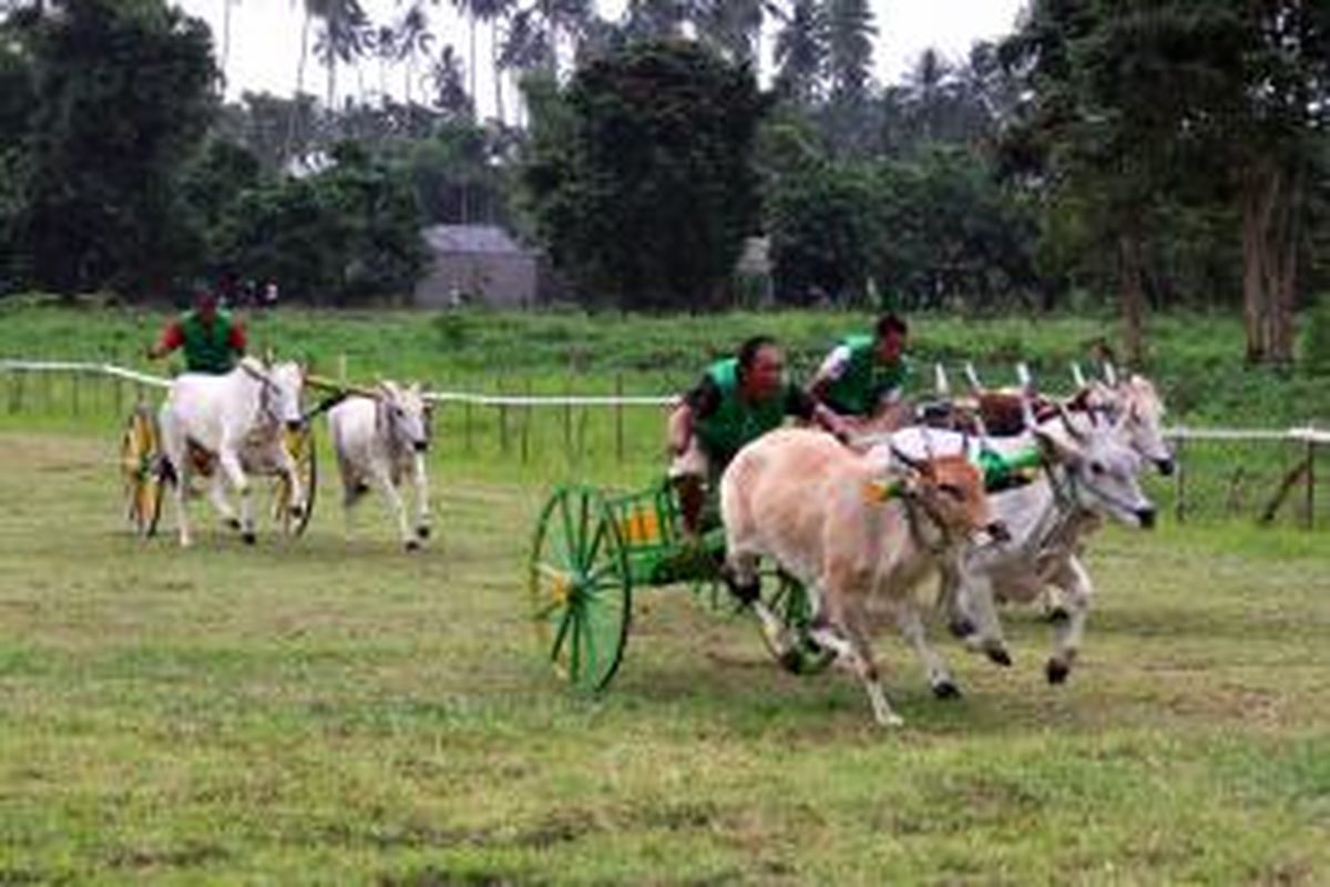 Nonton Balapan Roda Sapi Digelar di Minahasa Utara