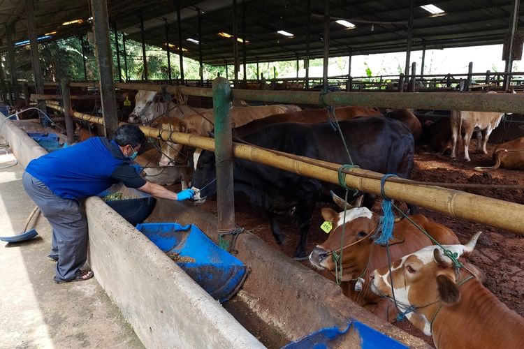 Peternakan: Pengertian dan Hasil Utamanya