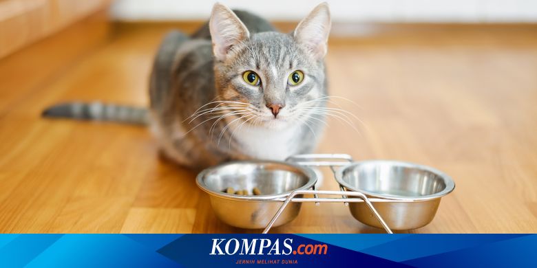 Cara Menaikkan Berat Badan Kucing yang Terlalu Kurus