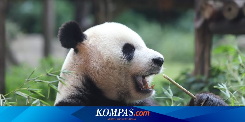 Perayaan 3 Tahun Panda di Taman Safari Bogor, Ada Edukasi Soal Panda