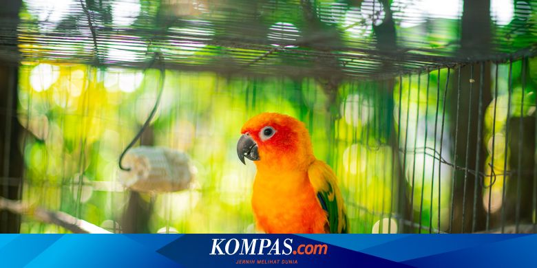 5 Tips Merawat Burung agar Tetap Sehat dan Bahagia
