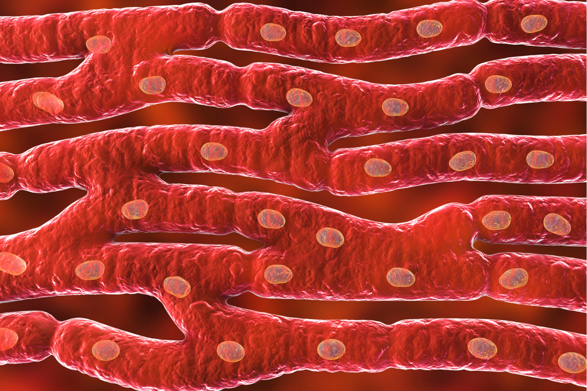 Pengertian, Fungsi, Bagian, dan Gambar dari Jaringan dalam Biologi
