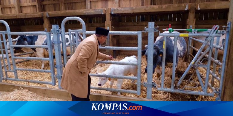 Berita Harian Sapi Pasundan Terbaru Hari Ini - Kompas.com