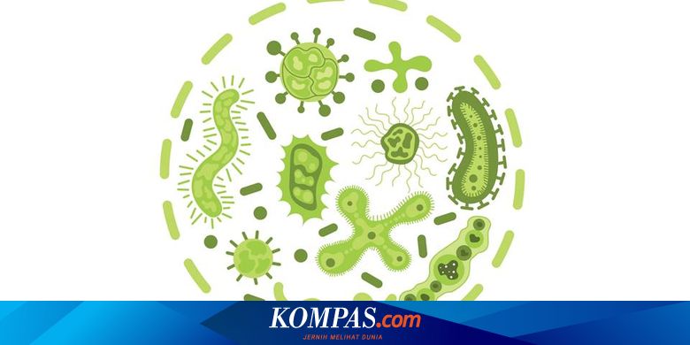 Pengertian dan Jenis-jenis Bakteri