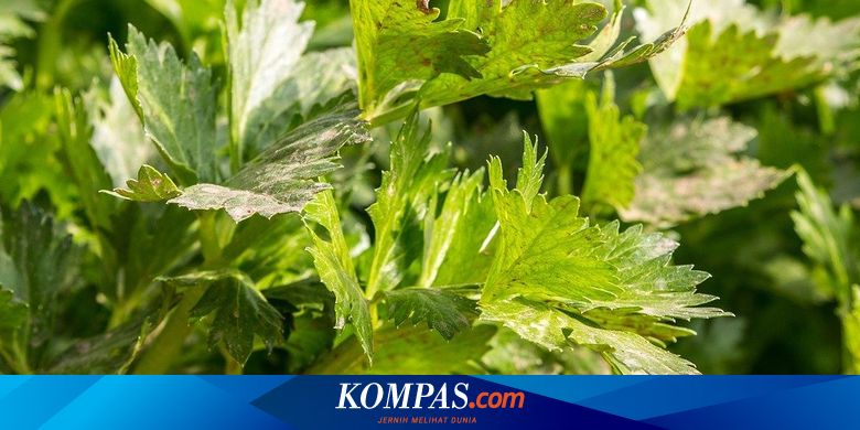 Tips Membekukan Seledri agar Umur Simpan Lebih Lama