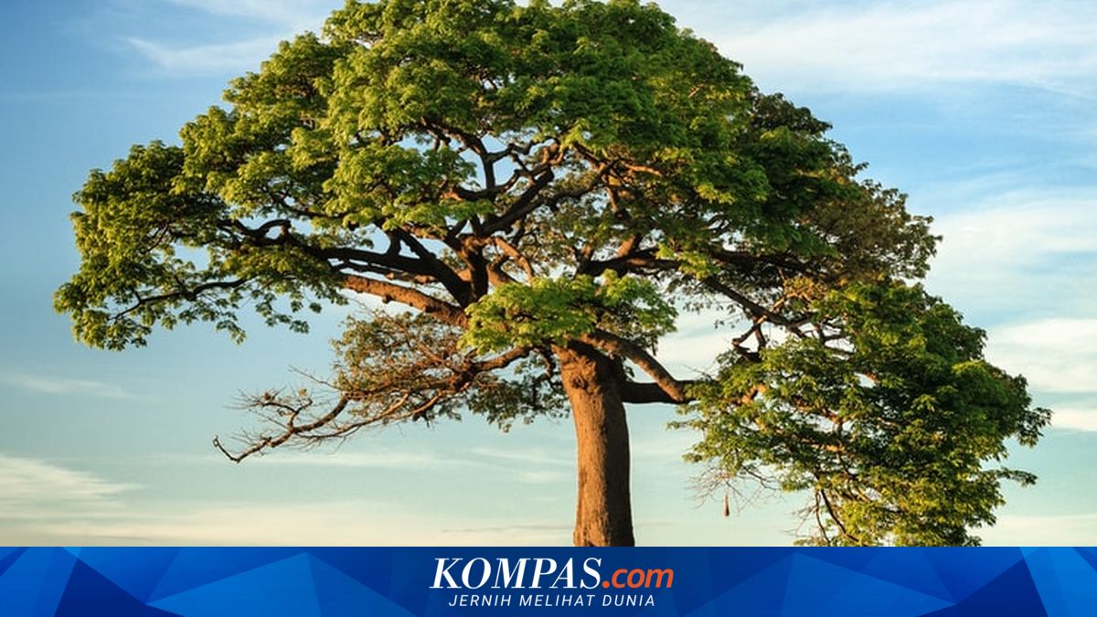 5 Alasan Mengapa Kamu Perlu Menanam Pohon di Sekitar Hunian
