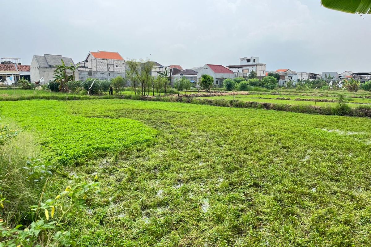 Dari Tanaman Gulma Jadi Komoditas, Kisah Budidaya Semanggi di Kampung ...