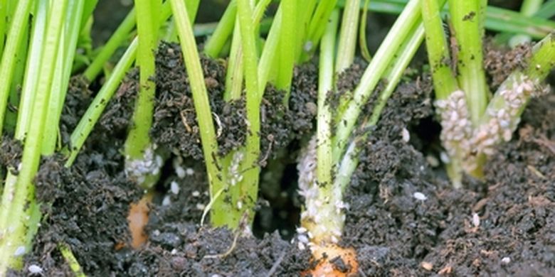 Kenali Hama dan Penyakit Wortel dan Cara Mengatasinya