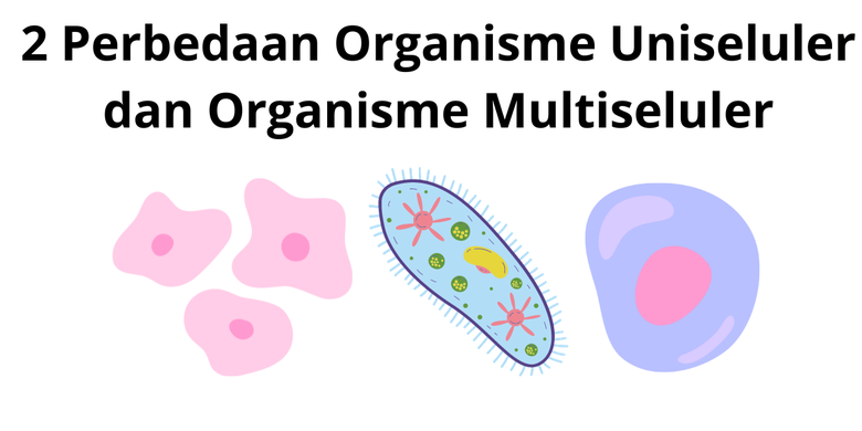 2 Perbedaan Organisme Uniseluler dan Organisme Multiseluler