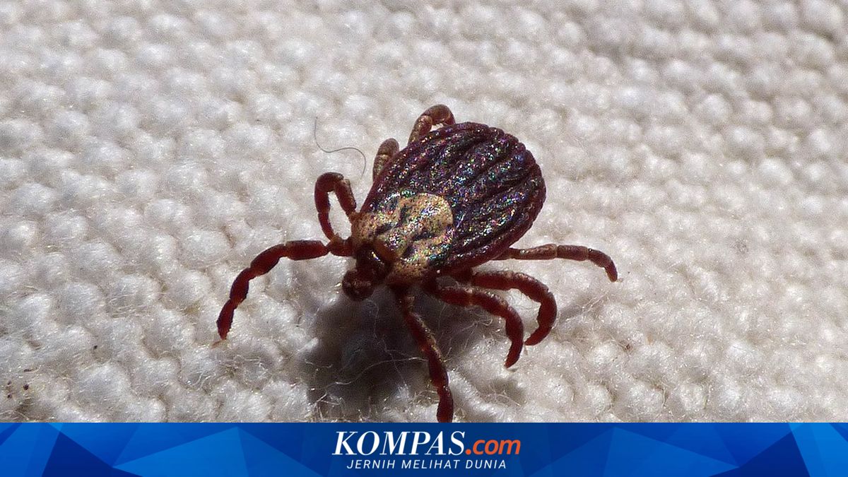 Pria di New Jersey Meninggal akibat Alergi Daging yang Dipicu oleh ...