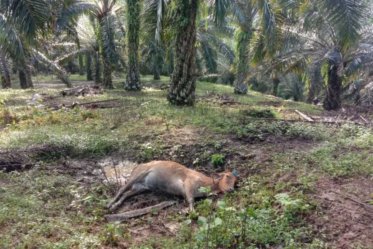 Fakta Harimau Mangsa Lembu Milik Warga, 11 Ekor Mati dengan Luka ...