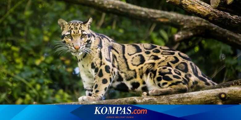 Dikira Punah, Macan Tutul Taiwan Muncul Lagi Setelah 30 Tahun Sembunyi
