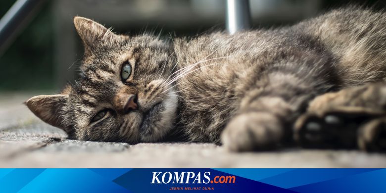 Kucing Tua Juga Menderita Radang Sendi, Ini Gejala dan Penanganannya