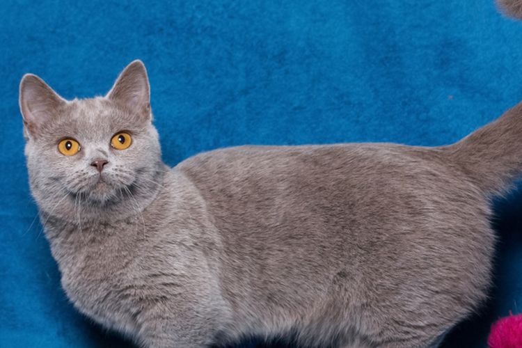 6 Fakta Menarik Kucing Munchkin, Kaki Pendek dan Ras Kontroversial