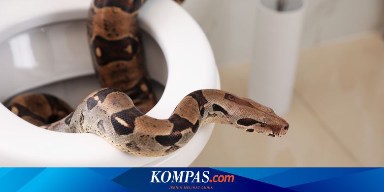 6 Tempat Tak Terduga di Rumah yang Bisa Jadi Persembunyian Ular