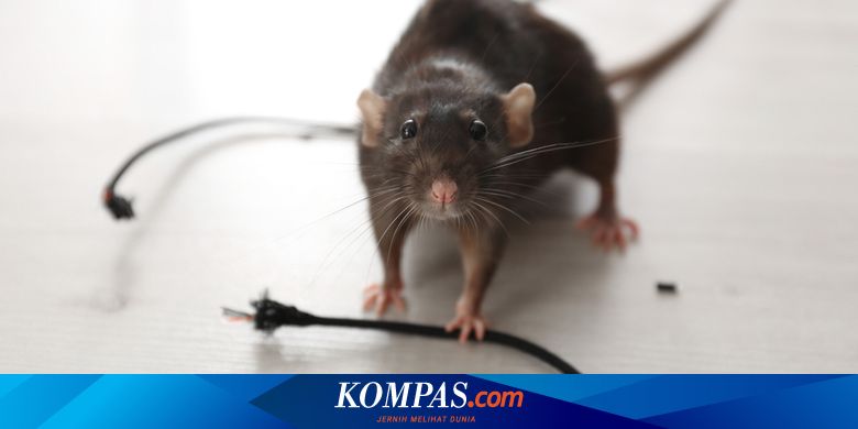 Waspada, Ini 11 Tanda Tikus Menggigit Kabel Listrik