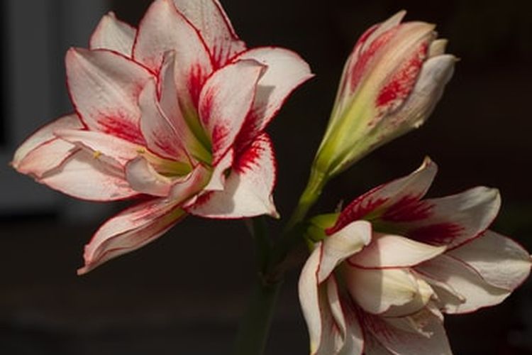 4 Fakta Menarik Bunga Amarilis yang Belum Diketahui