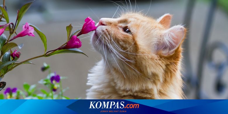 4 Bunga Cantik Ini Berbahaya untuk Kucing, Apa Saja?