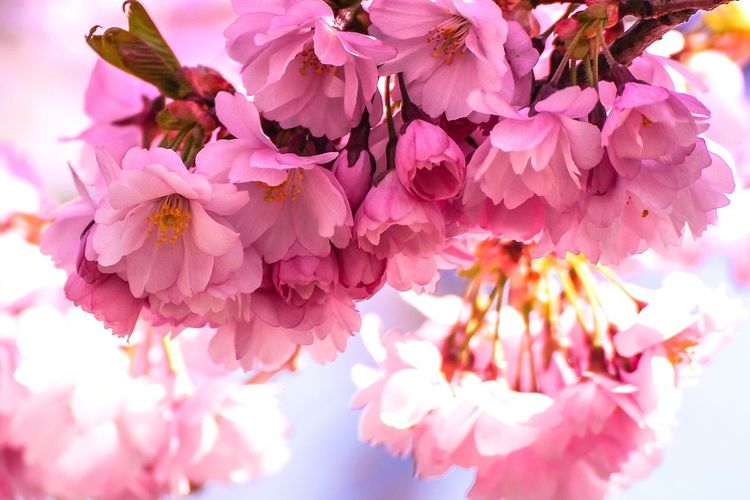 6 Fakta Unik Bunga Sakura yang Tidak Dapat Mekar Lama