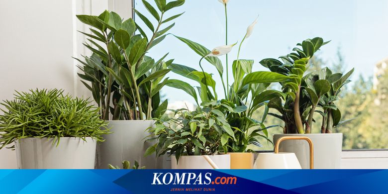 10 Rekomendasi Tanaman Hias Indoor Beserta Manfaatnya