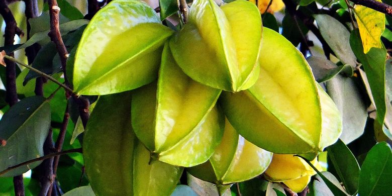 Simak, Ini Cara Menanam Pohon Belimbing Bangkok